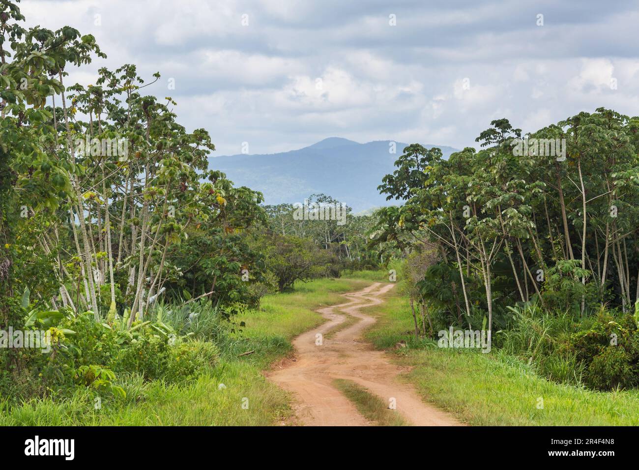 Dirt rural road in Belize Stock Photo - Alamy