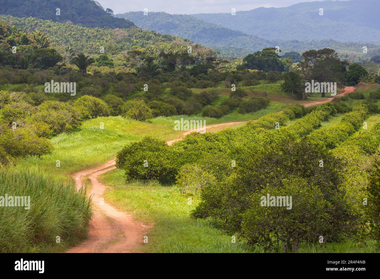 Dirt rural road in Belize Stock Photo - Alamy