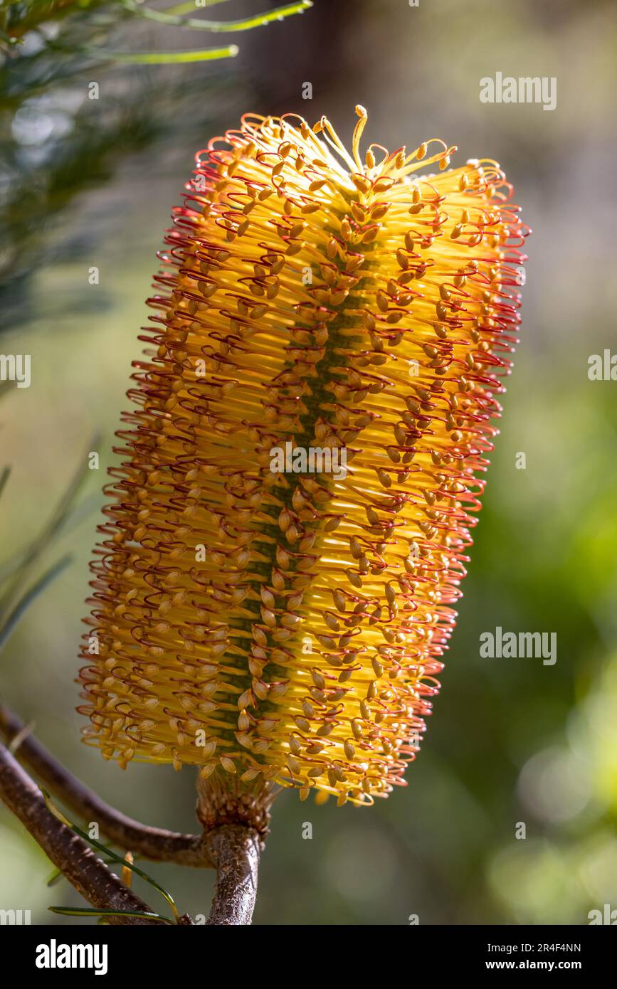 Hairpin banksia tree hi-res stock photography and images - Alamy