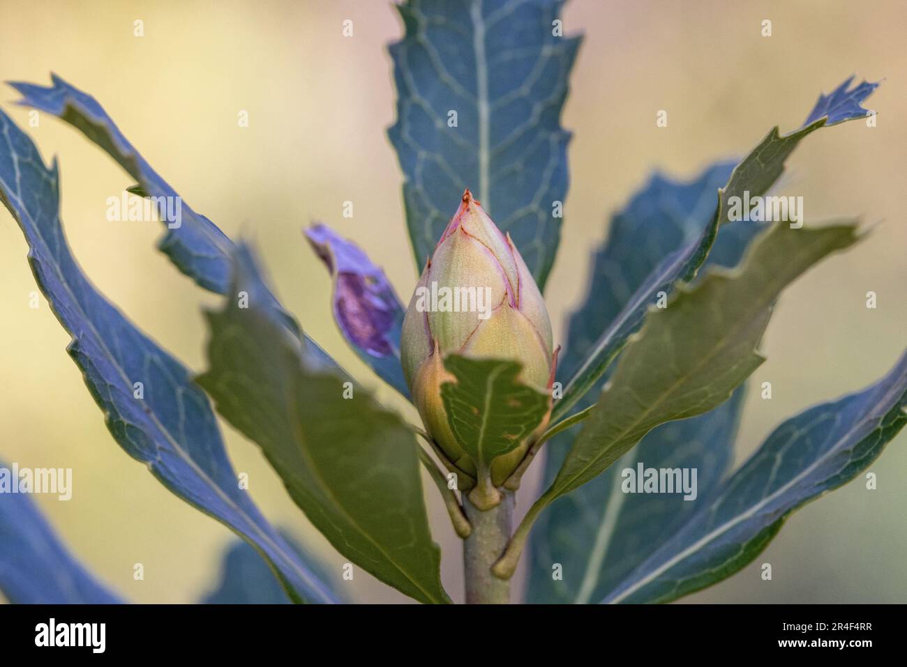 Waratah plant hi-res stock photography and images - Alamy