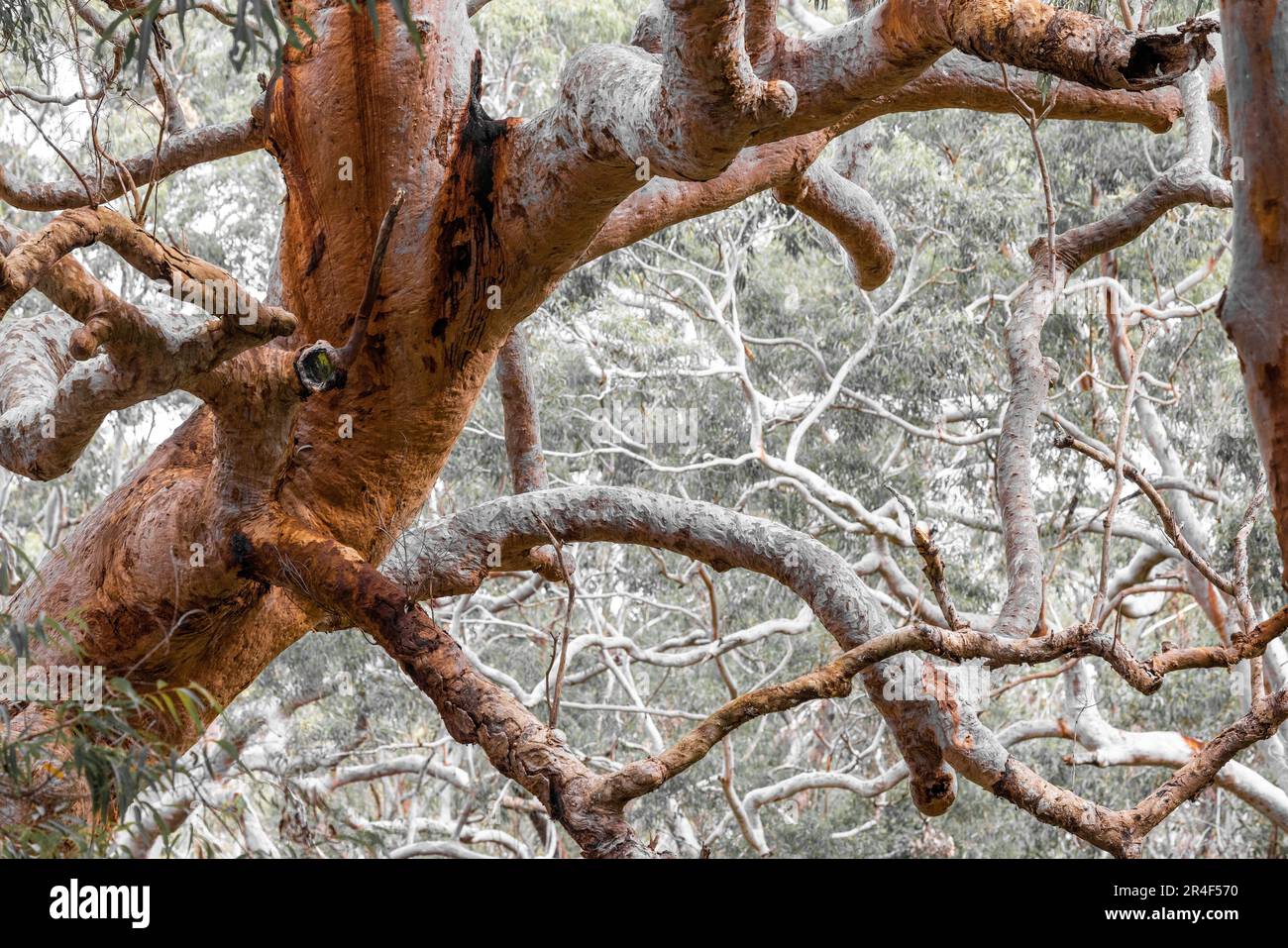 Australian Sydney Red Gum Trees Stock Photo - Alamy