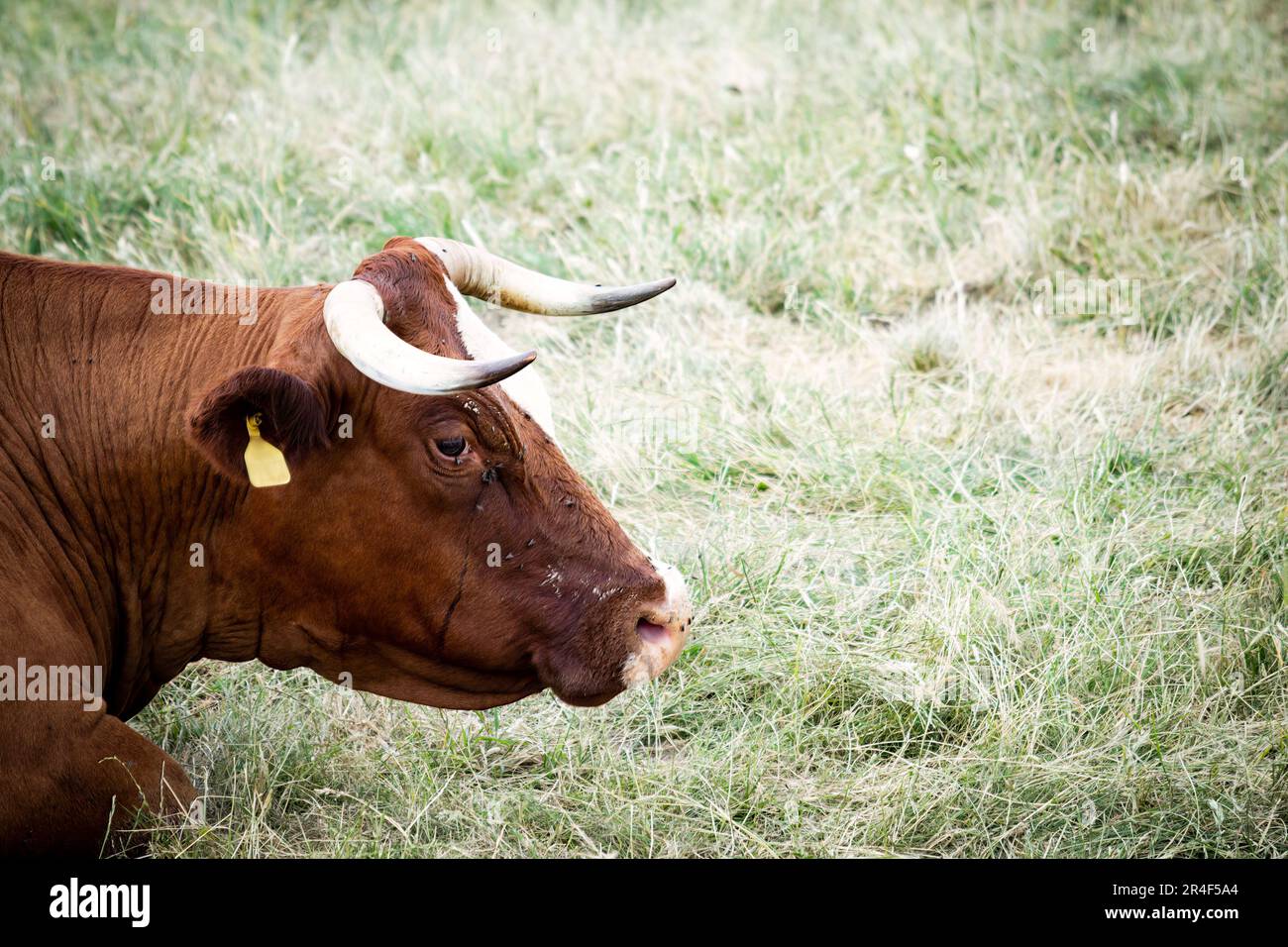 Close up brown bovine hi-res stock photography and images - Alamy