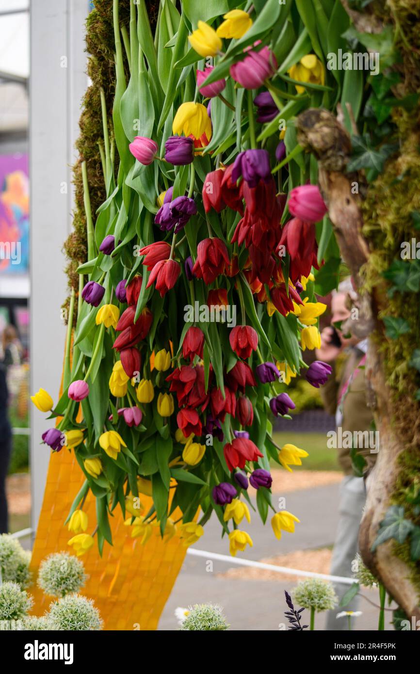 London, UK, 22nd May 2023, Chelsea Flower Show begins on 23rd May 2023 ...
