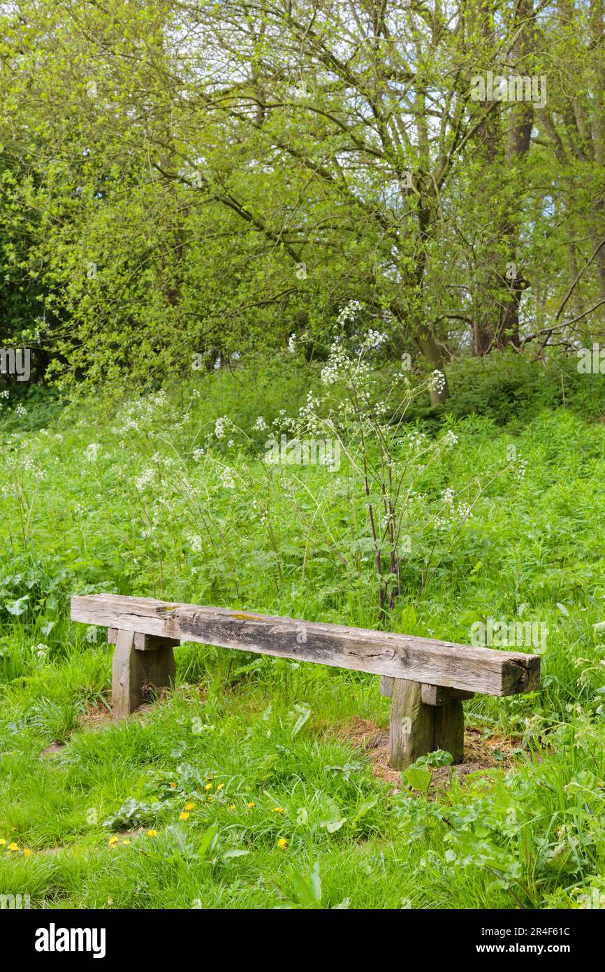 Simple wooden log seat in woodland during spring Stock Photo - Alamy