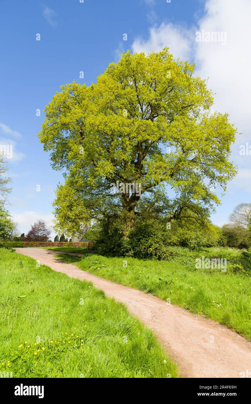 Oak tree in spring hi-res stock photography and images - Alamy