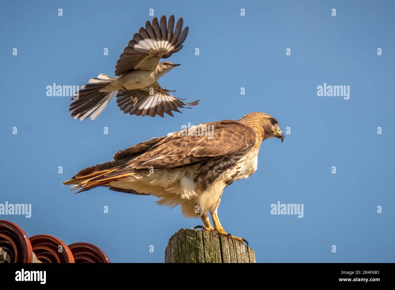 A territorial Northern mockingbird divebombs a Red-tailed Hawk. Raleigh ...