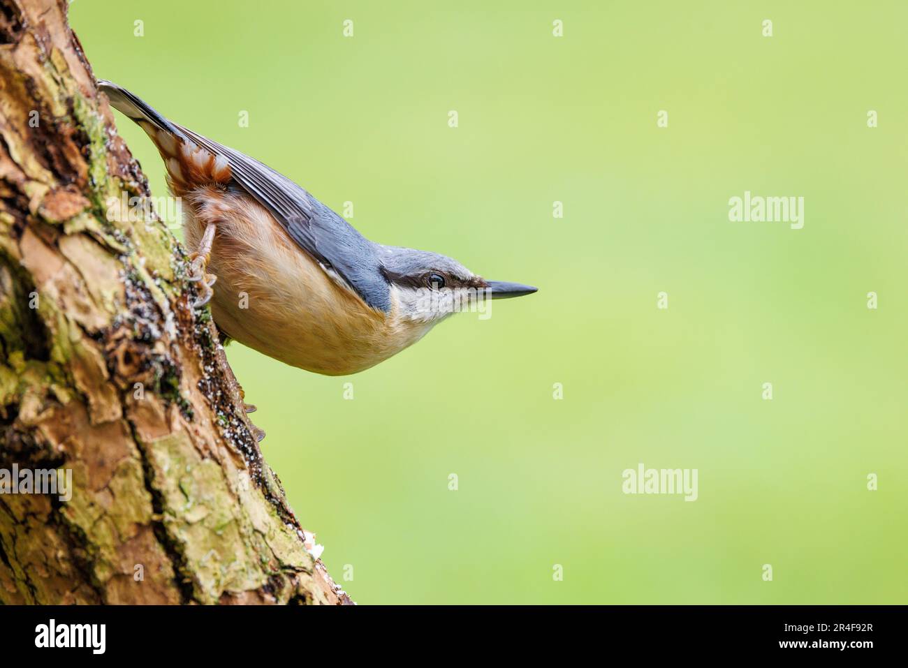 British birds nuthatch tree hi-res stock photography and images - Alamy