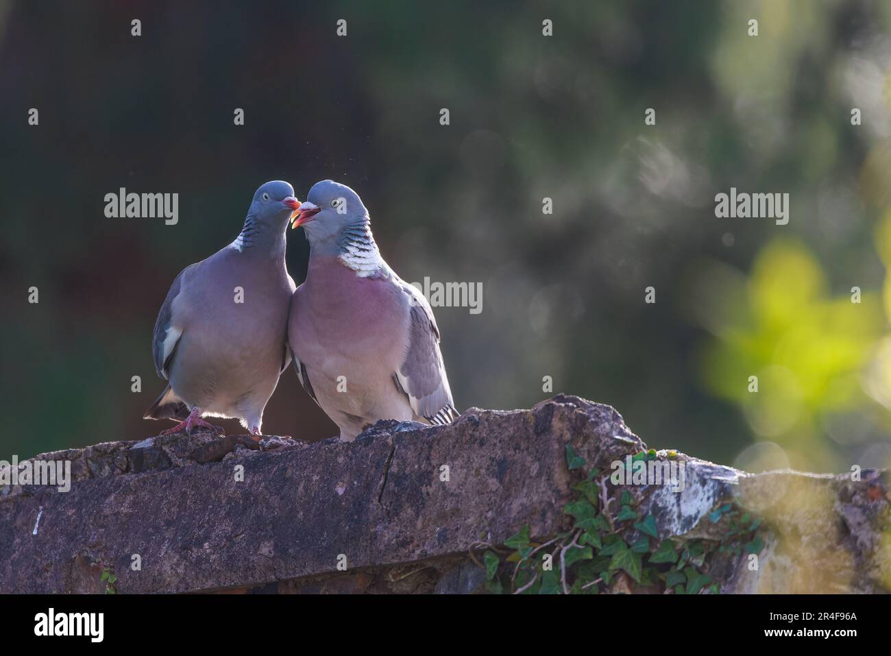 Wood Pigeons [ Columba palumbus ] Pair of birds bonding / courting ...