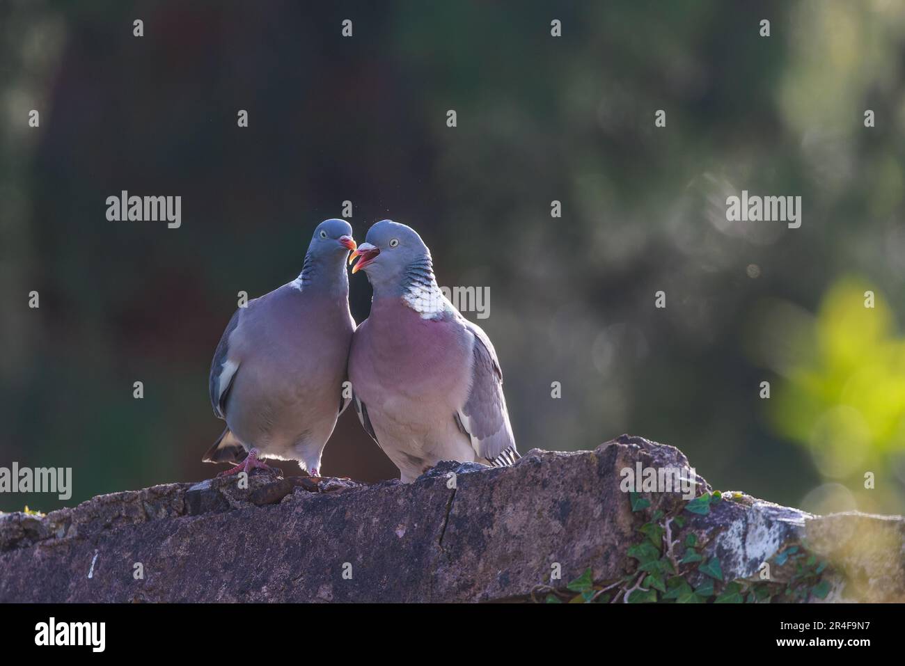 Pair bond pair bonding hi-res stock photography and images - Alamy