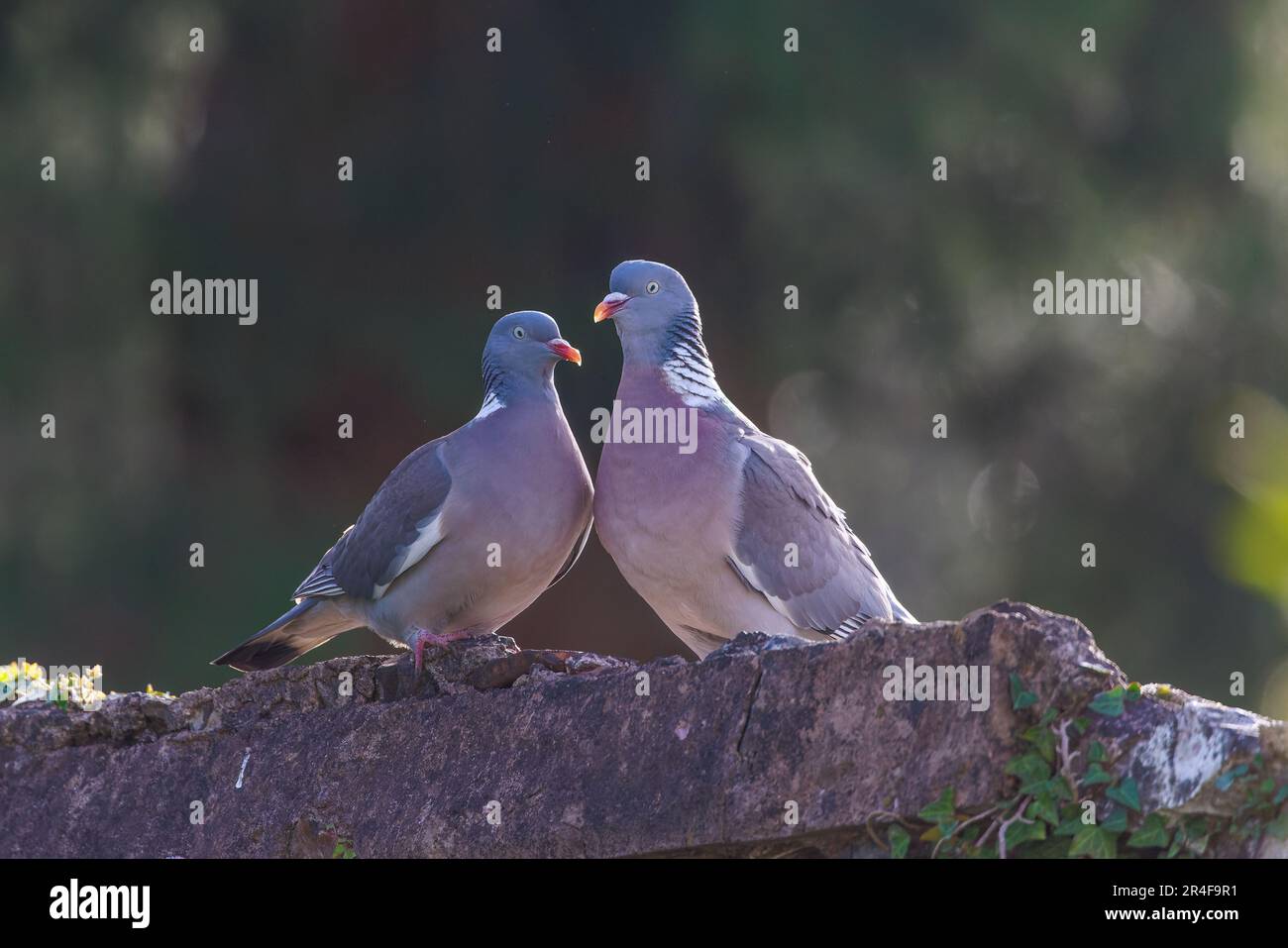 Wood Pigeons [ Columba palumbus ] Pair of birds bonding / courting ...