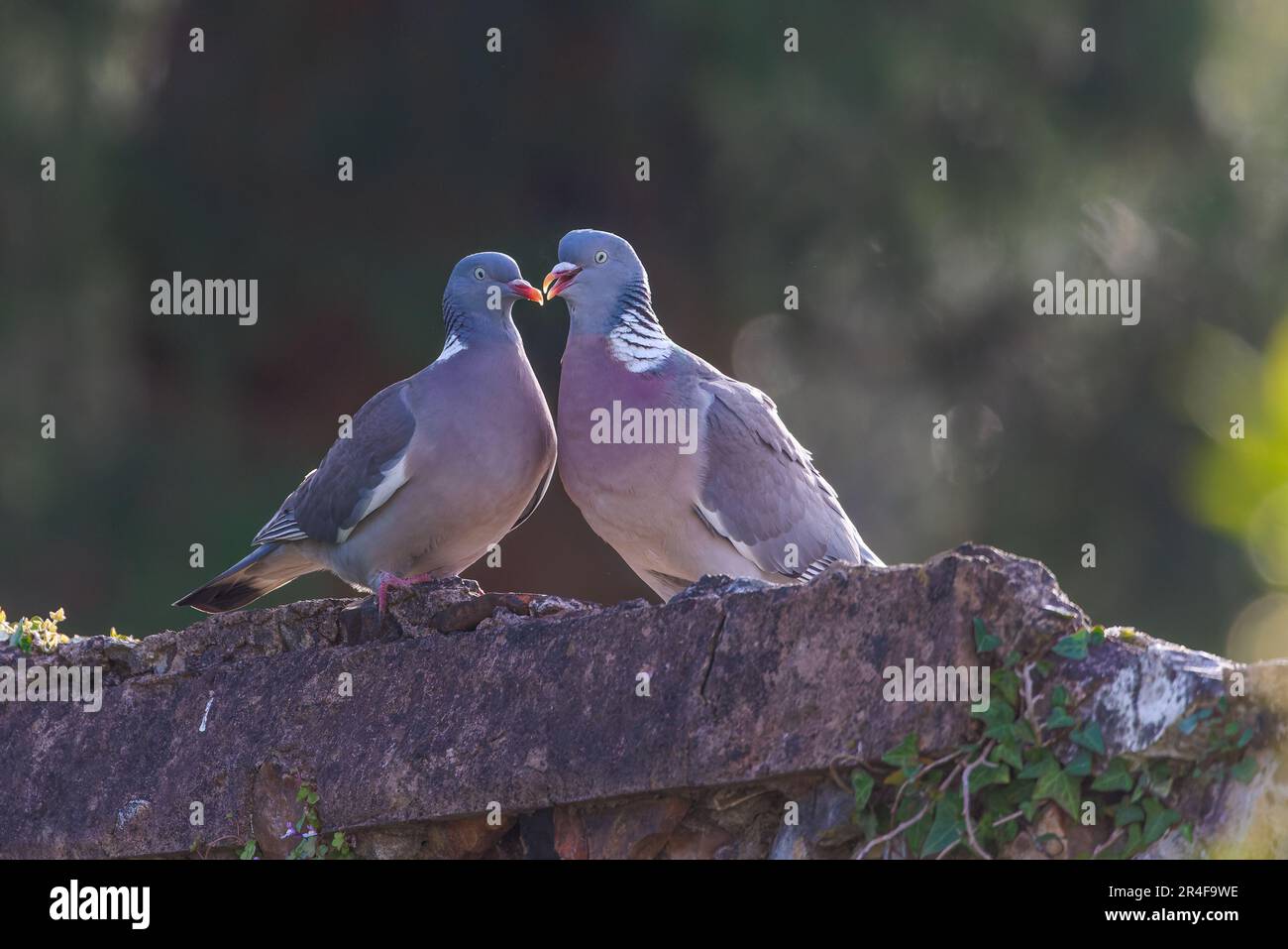 Wood Pigeons [ Columba palumbus ] Pair of birds bonding / courting ...