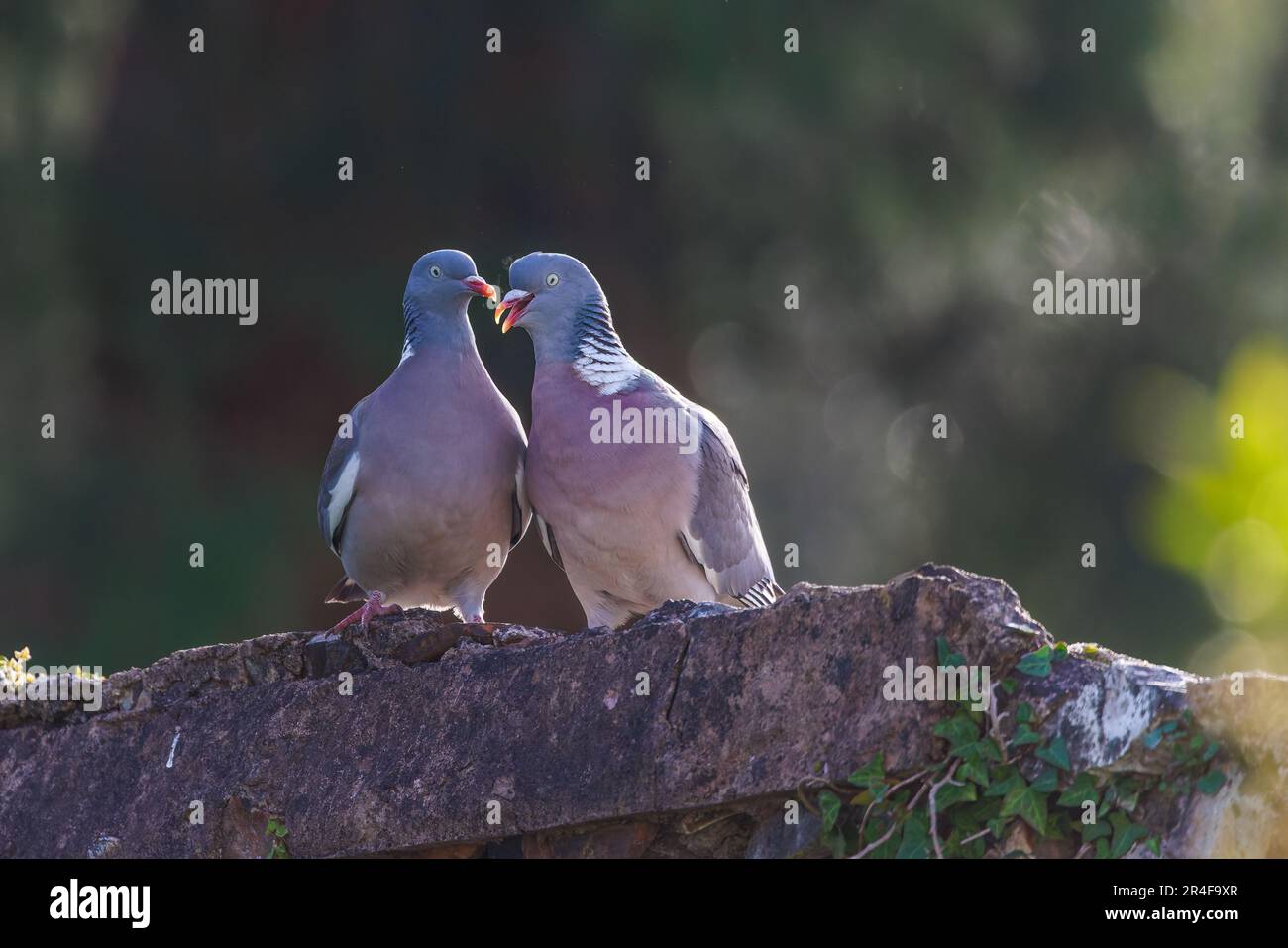 Wood Pigeons [ Columba palumbus ] Pair of birds bonding / courting ...