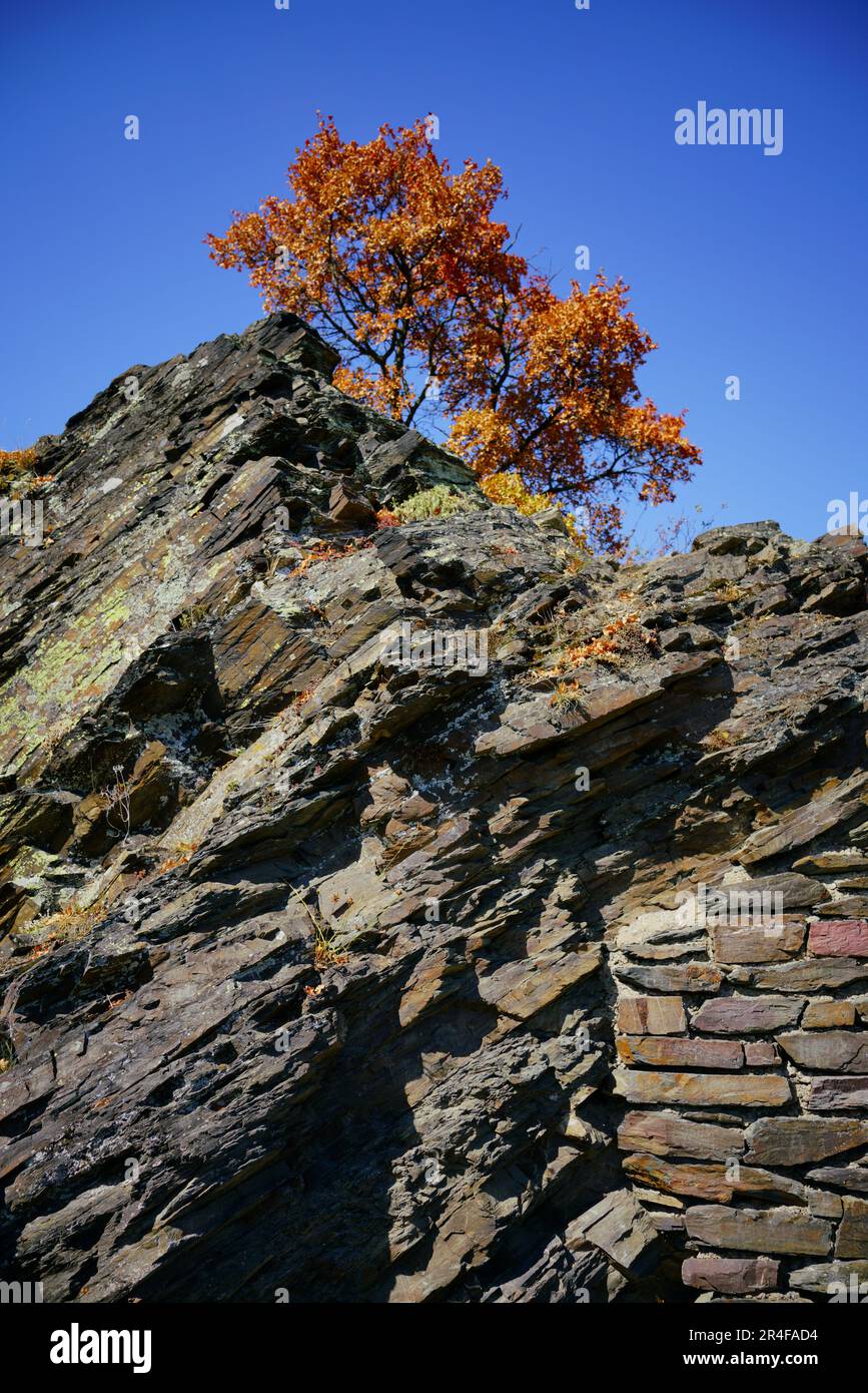 Rocky outcrop with blazing red tree leaves on mountain top during the ...
