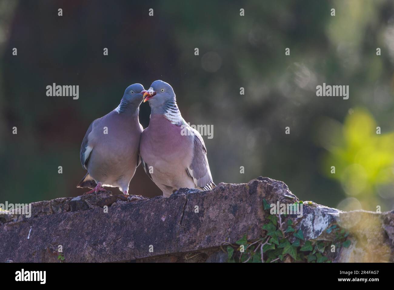 wood Pigeons [ Columba palumbus ] Pair of birds bonding / courting ...