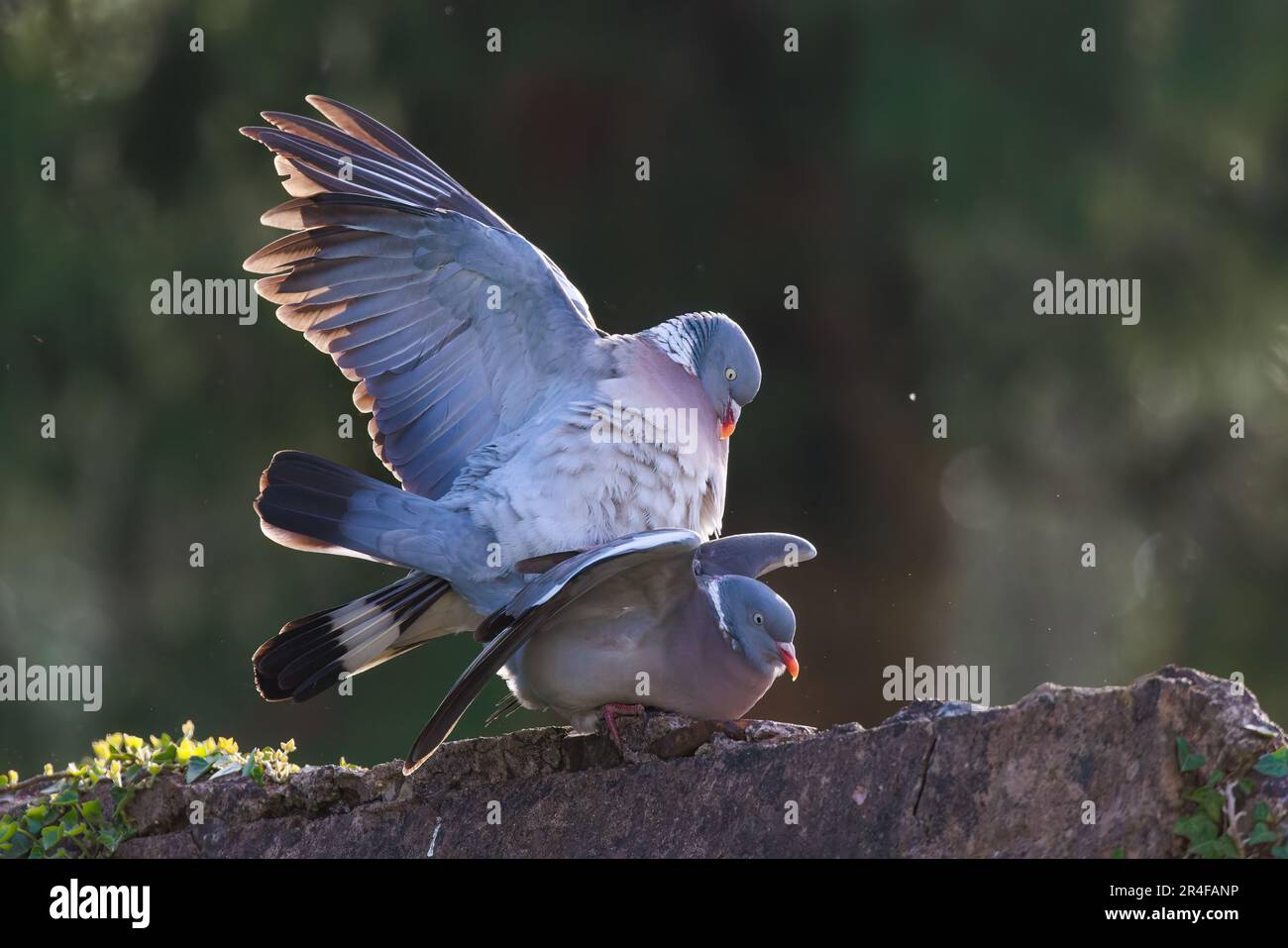 wood Pigeons [ Columba palumbus ] Pair of birds mating backlit on ...