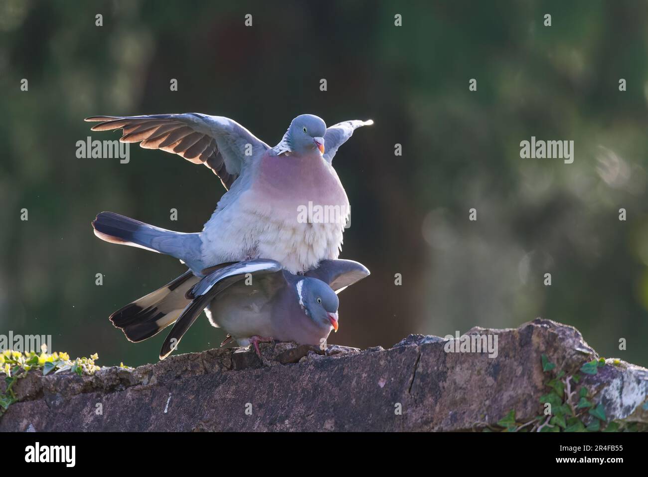Birds mating hi-res stock photography and images - Alamy
