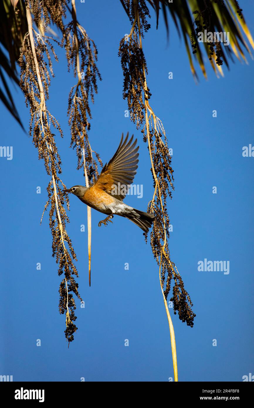 Robin flying berries hi-res stock photography and images - Alamy