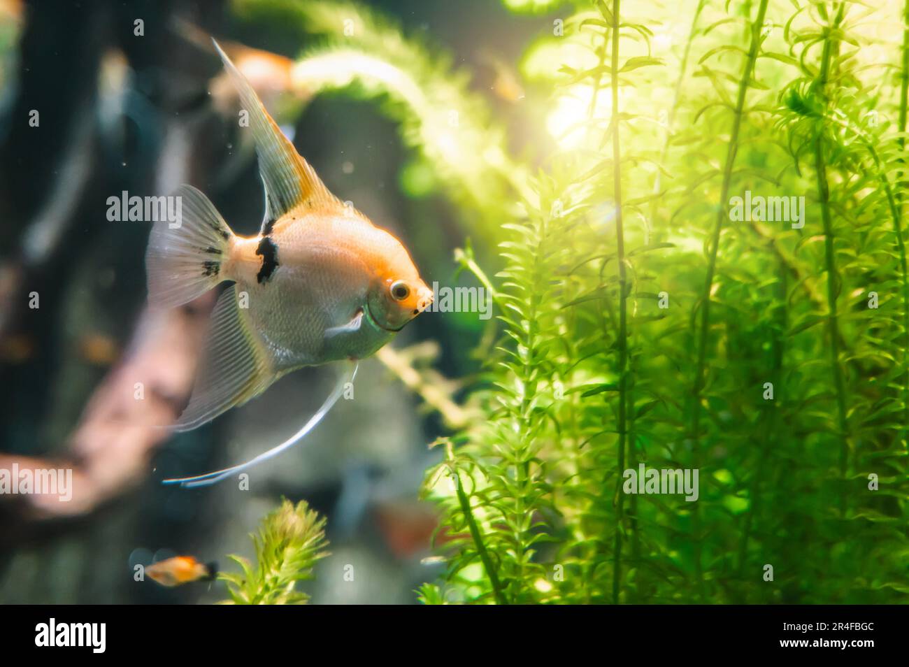Tropical fish under the sea hi-res stock photography and images - Alamy