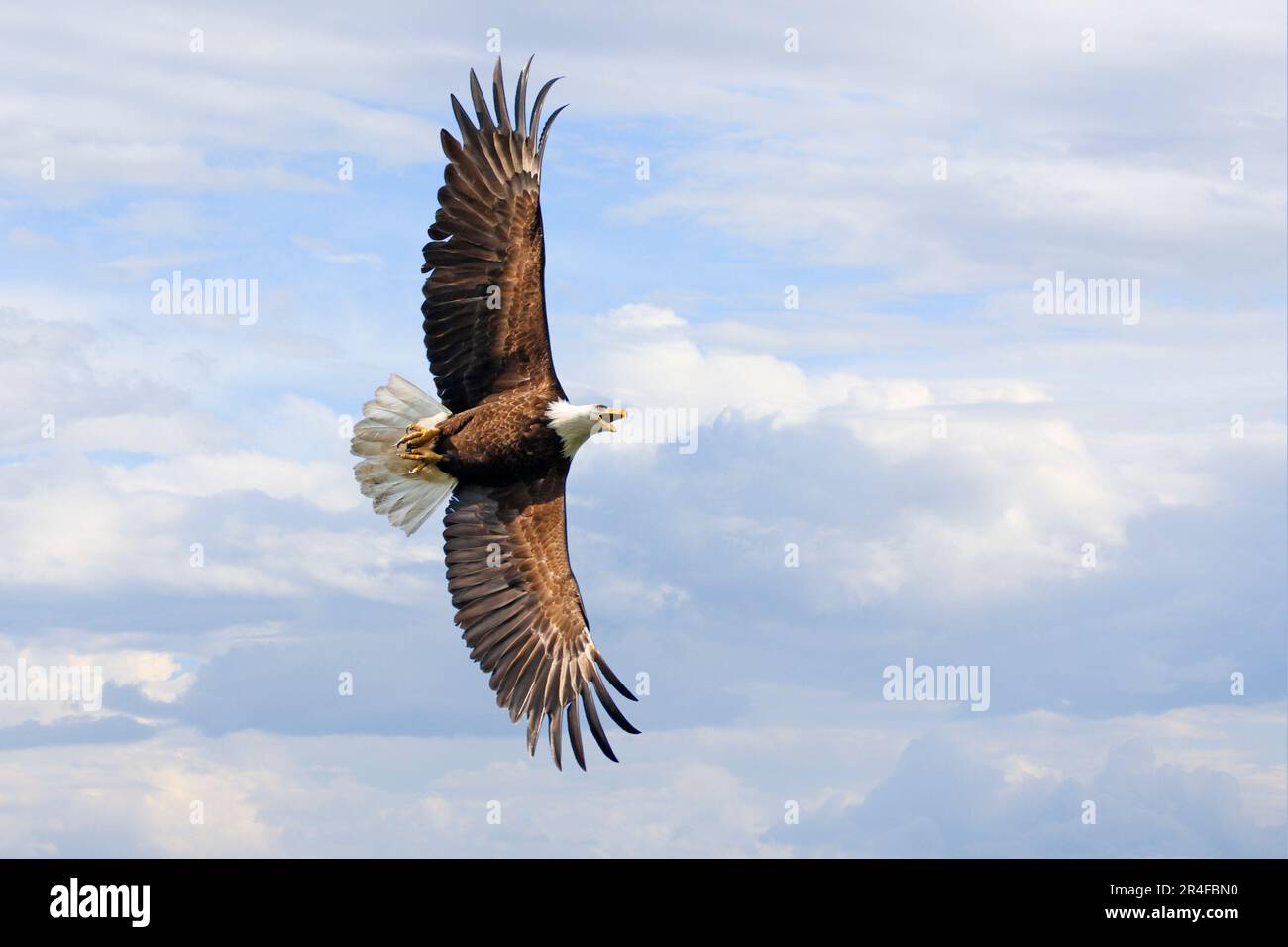 Flying bald eagle fly hi-res stock photography and images - Alamy