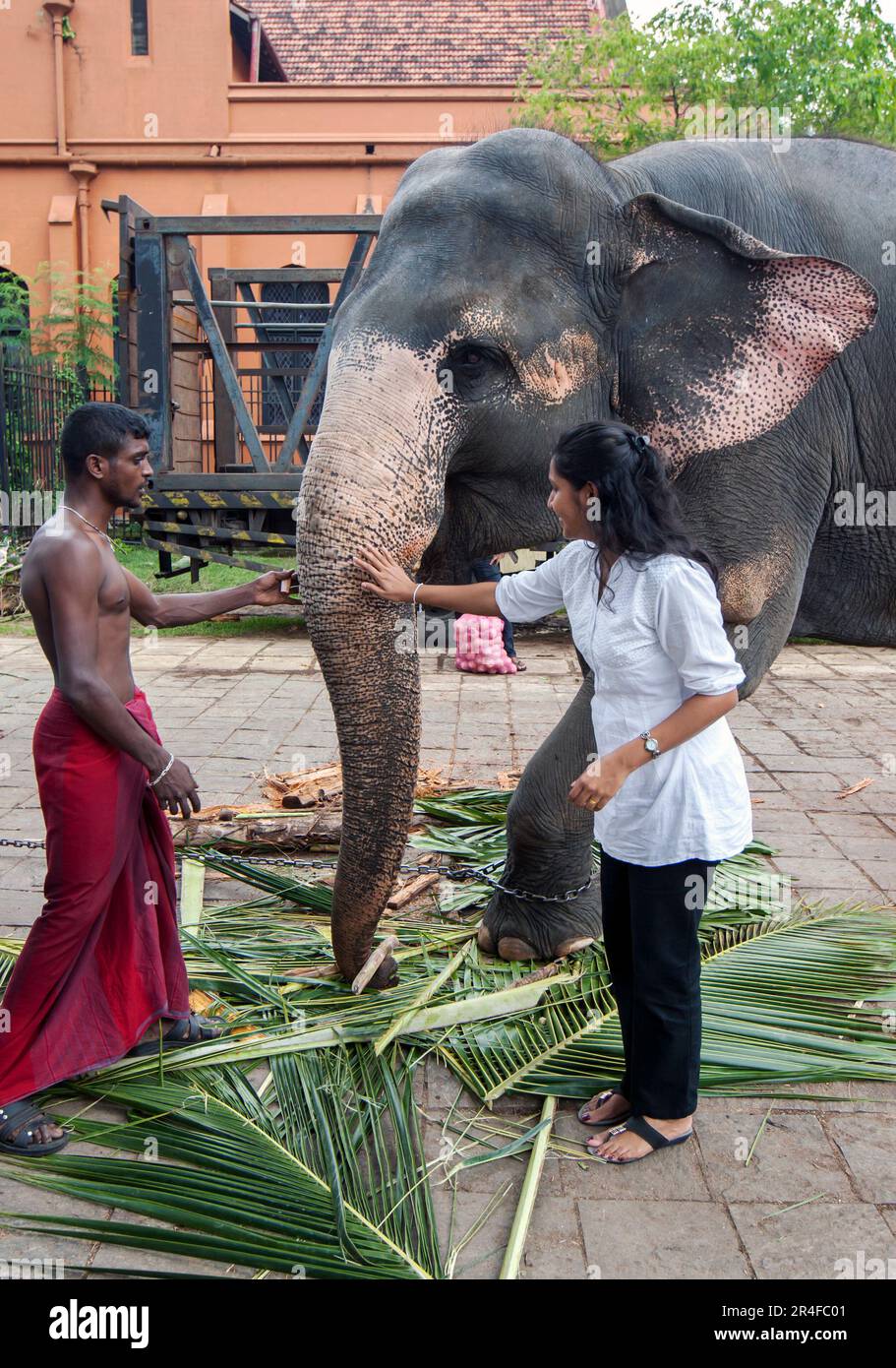 A lady petting a ceremonial elephant on the trunk whilst a mahout ...