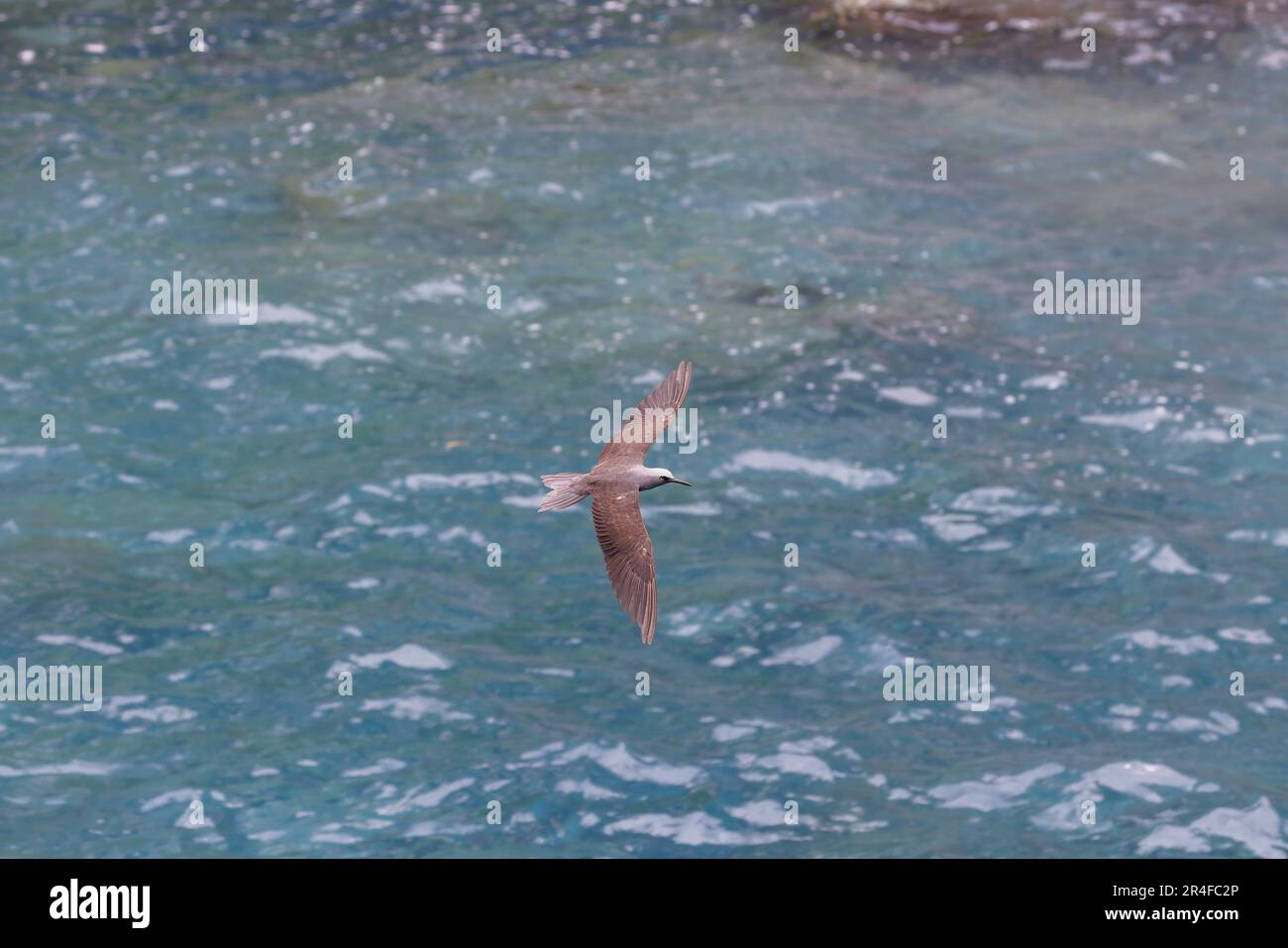 A black noddy terns, Anous minutus, glides over the Pacific ocean off ...