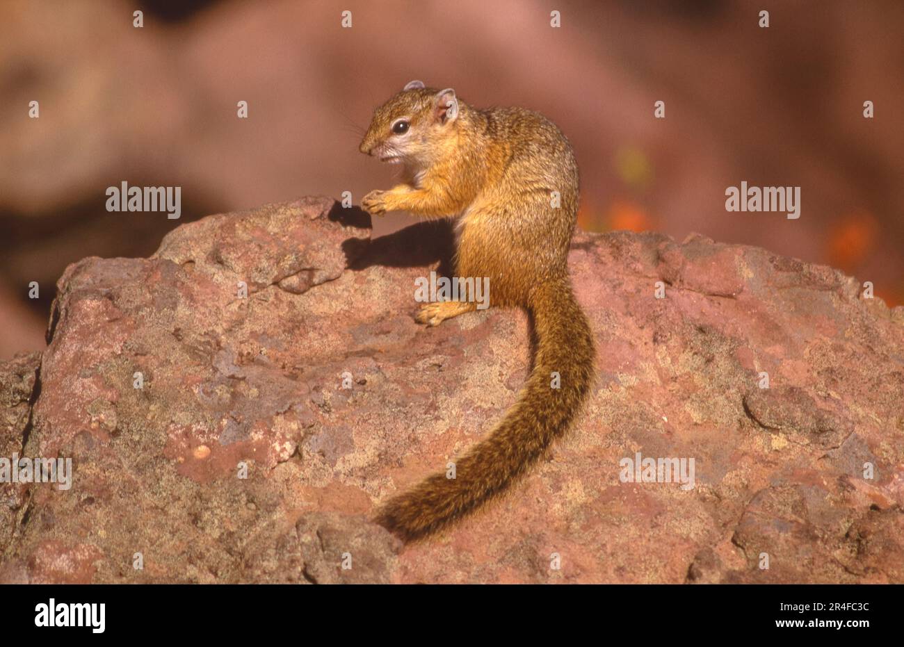 The tree squirrel (Paraxerus cepapi), also known as Smith's bush ...