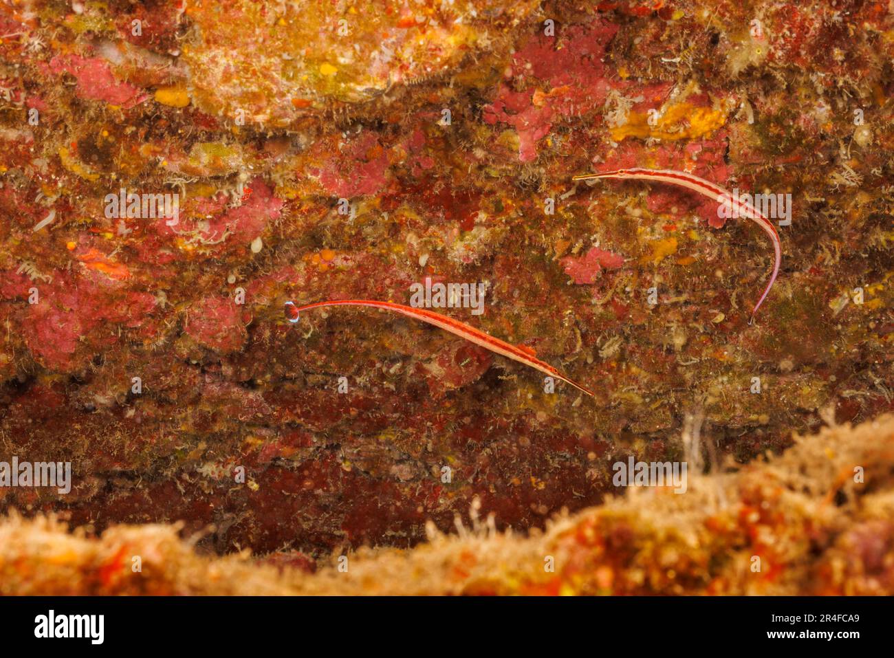 The endemic redstripe pipefish, Dunckerocampus baldwini, is often seen ...