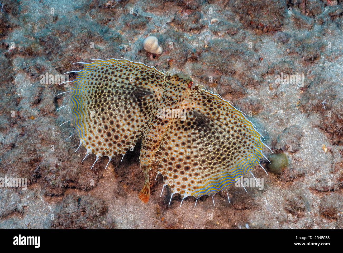 The oriental flying gurnard, Dactylopterus orientalis, is remarkable ...