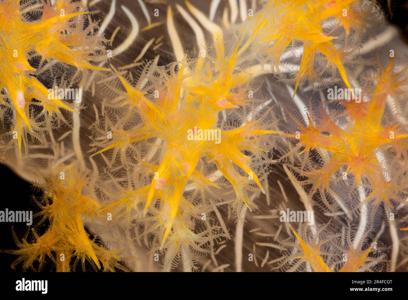 A night time close look at the feeding polyps on alcyonarian soft coral ...