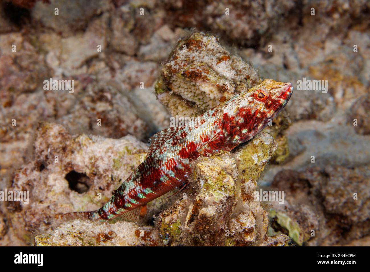 Lizardfish family hi-res stock photography and images - Alamy