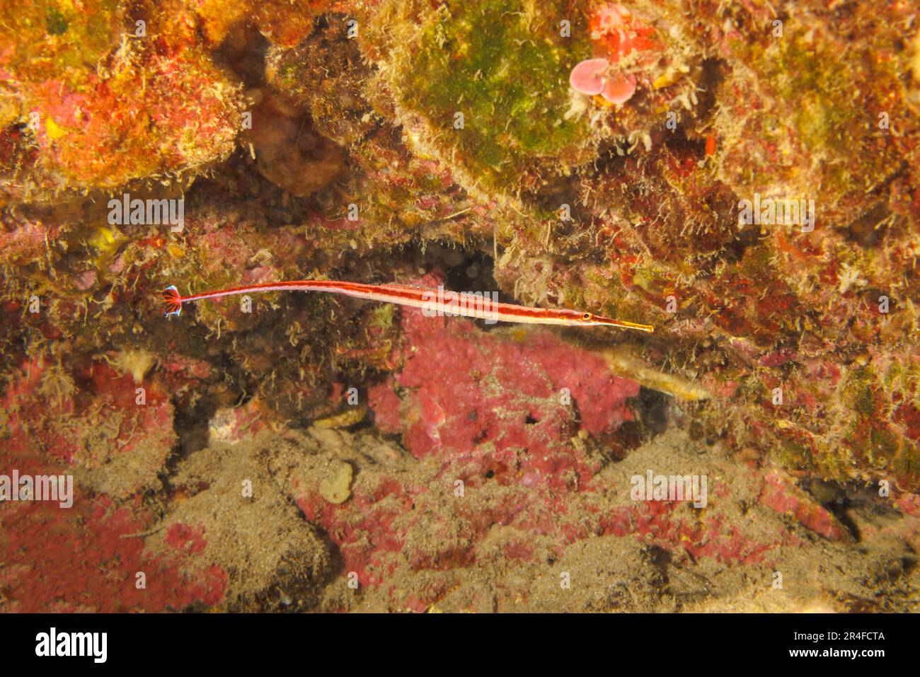 Pipefish mating hi-res stock photography and images - Alamy
