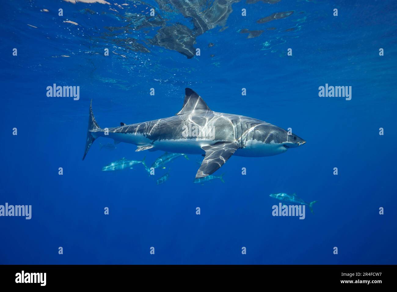 This great white shark, Carcharodon carcharias, was photographed off ...