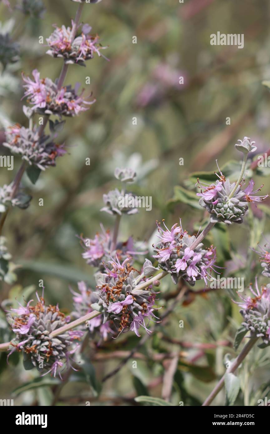 Salvia leucophylla leucophylla native hi-res stock photography and ...