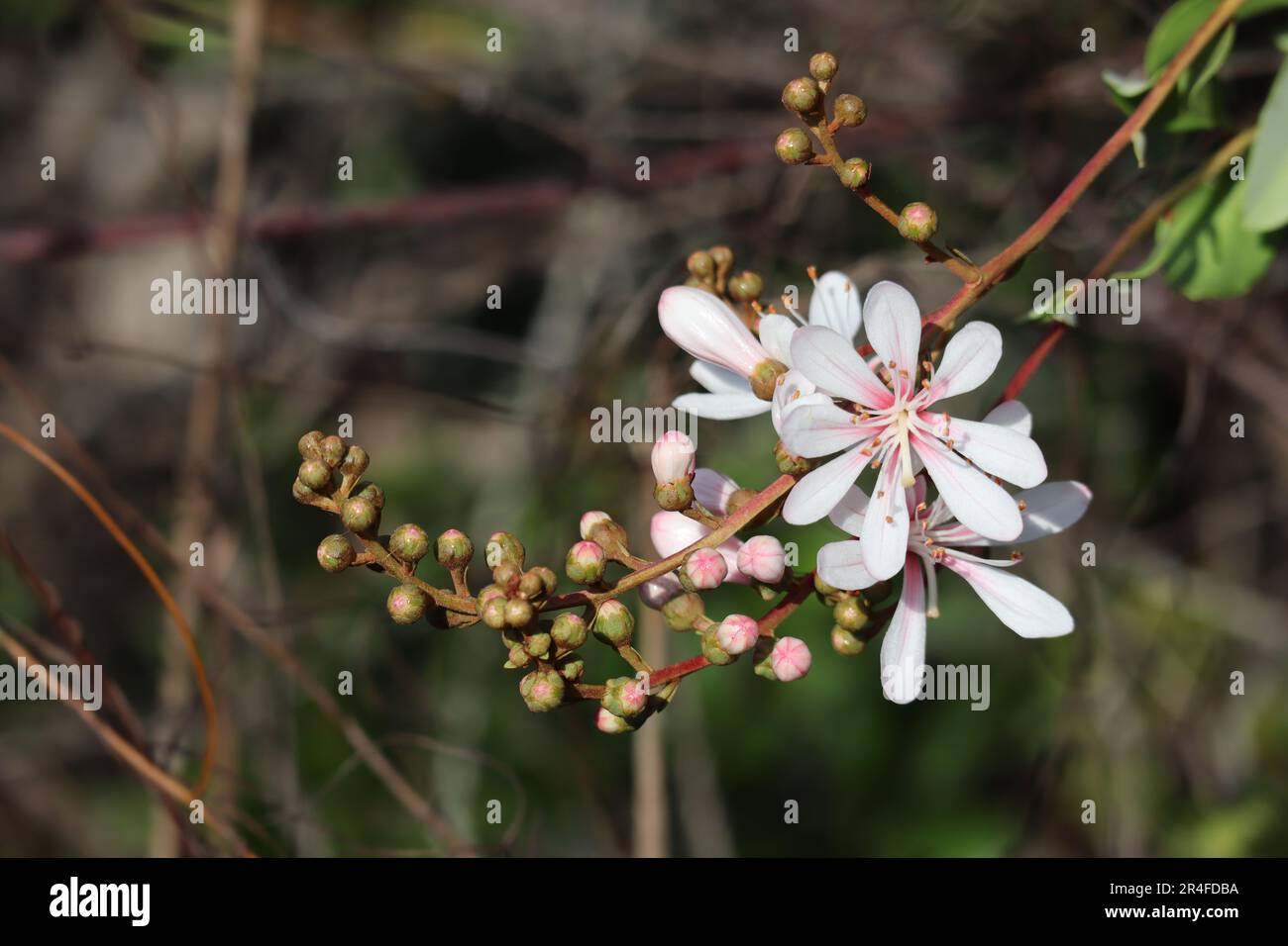 Tarflower in nature Stock Photo - Alamy