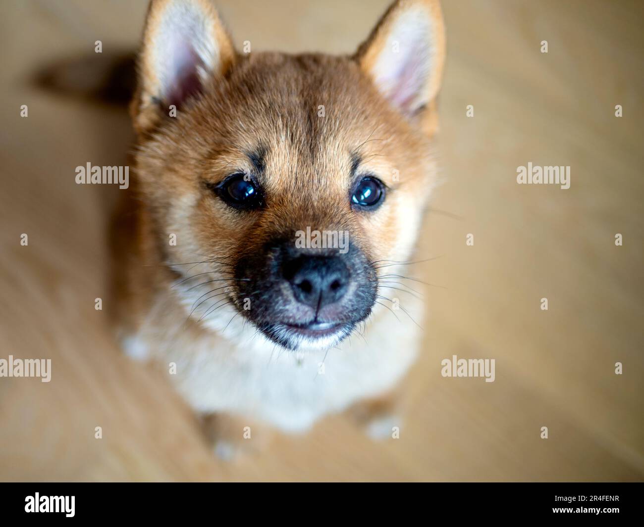 Shiba Inu Smile Puppy