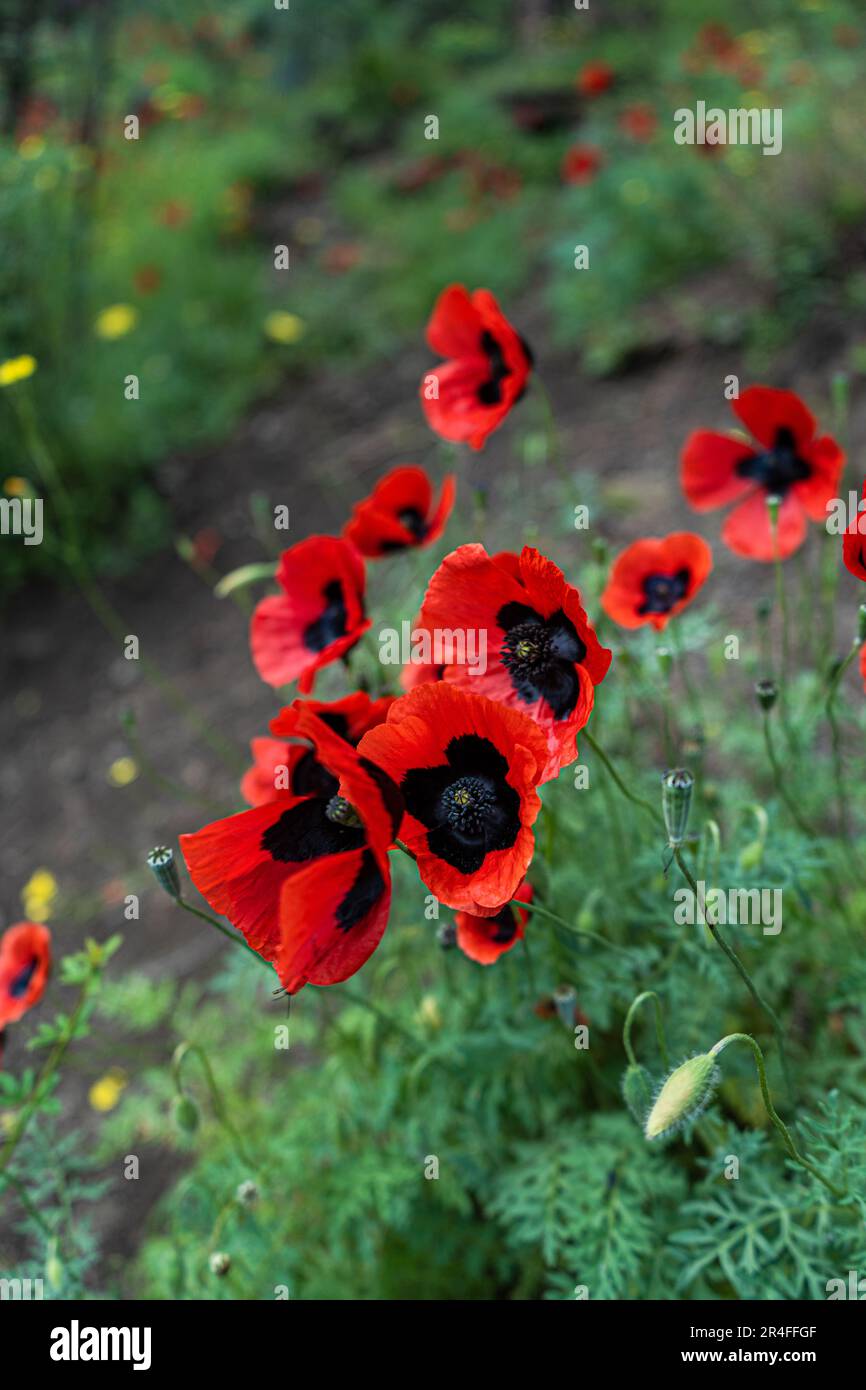 Wild red poppy flowers in the meadow Stock Photo - Alamy