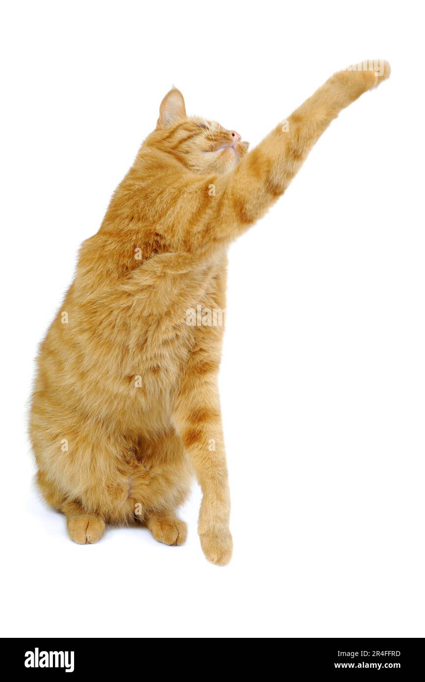 Cat on a clean white background Stock Photo - Alamy