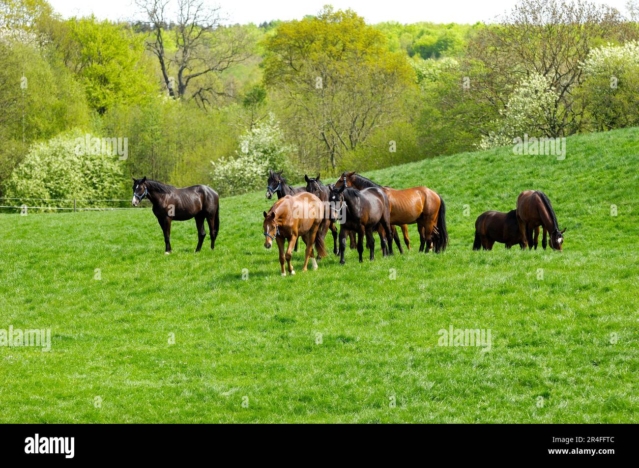 Group horses walking on field hi-res stock photography and images - Alamy