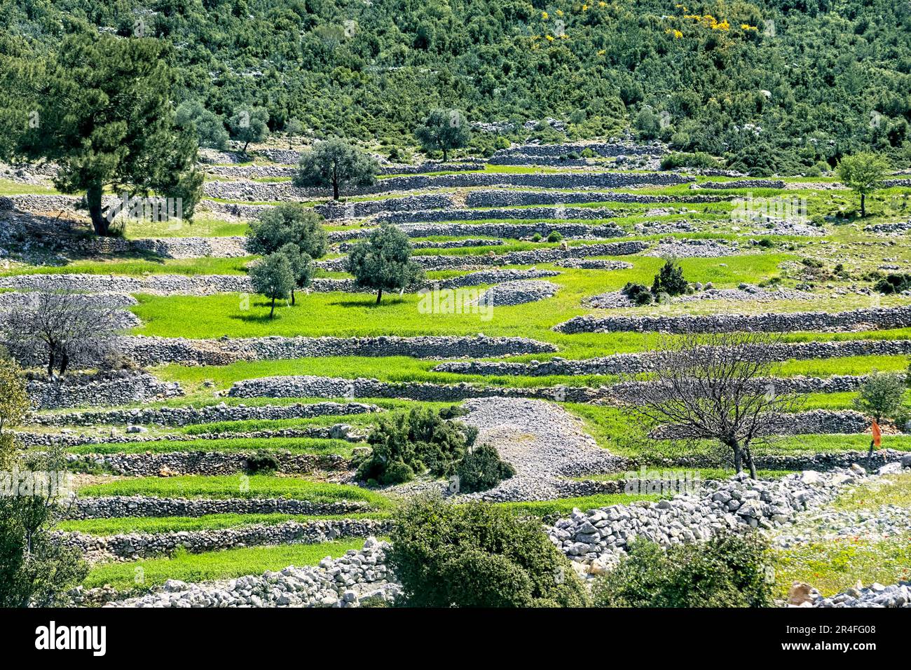 Olive groves along the Lycian Way, Delikkemer, Turkey Stock Photo - Alamy