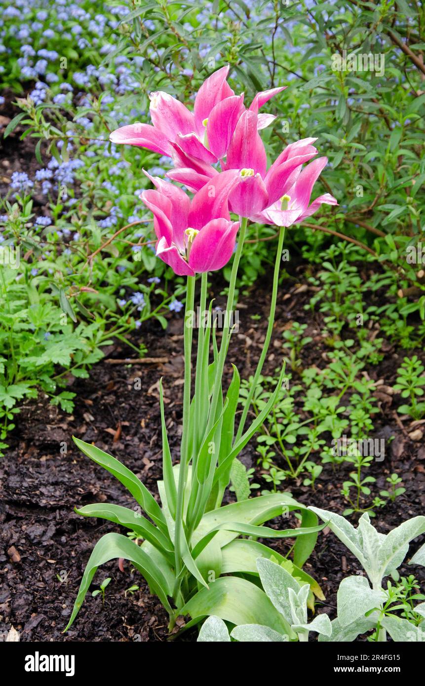 Whole tulip hi-res stock photography and images - Alamy