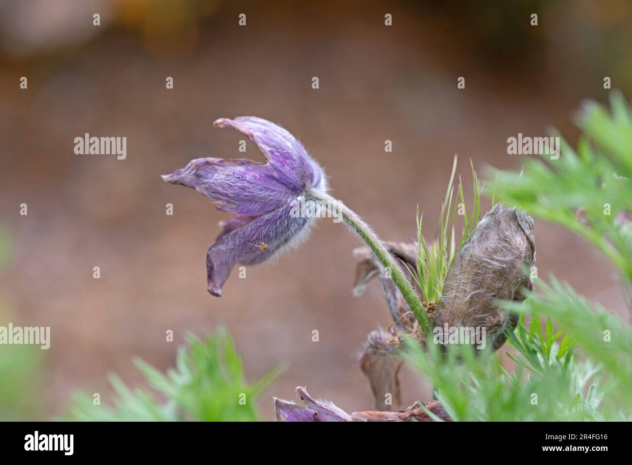 Small pasqueflower pulsatilla pratensis hi-res stock photography and ...