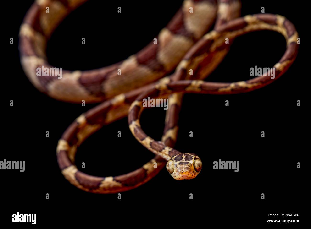 Neotropical blunt headed tree snake hi-res stock photography and images ...