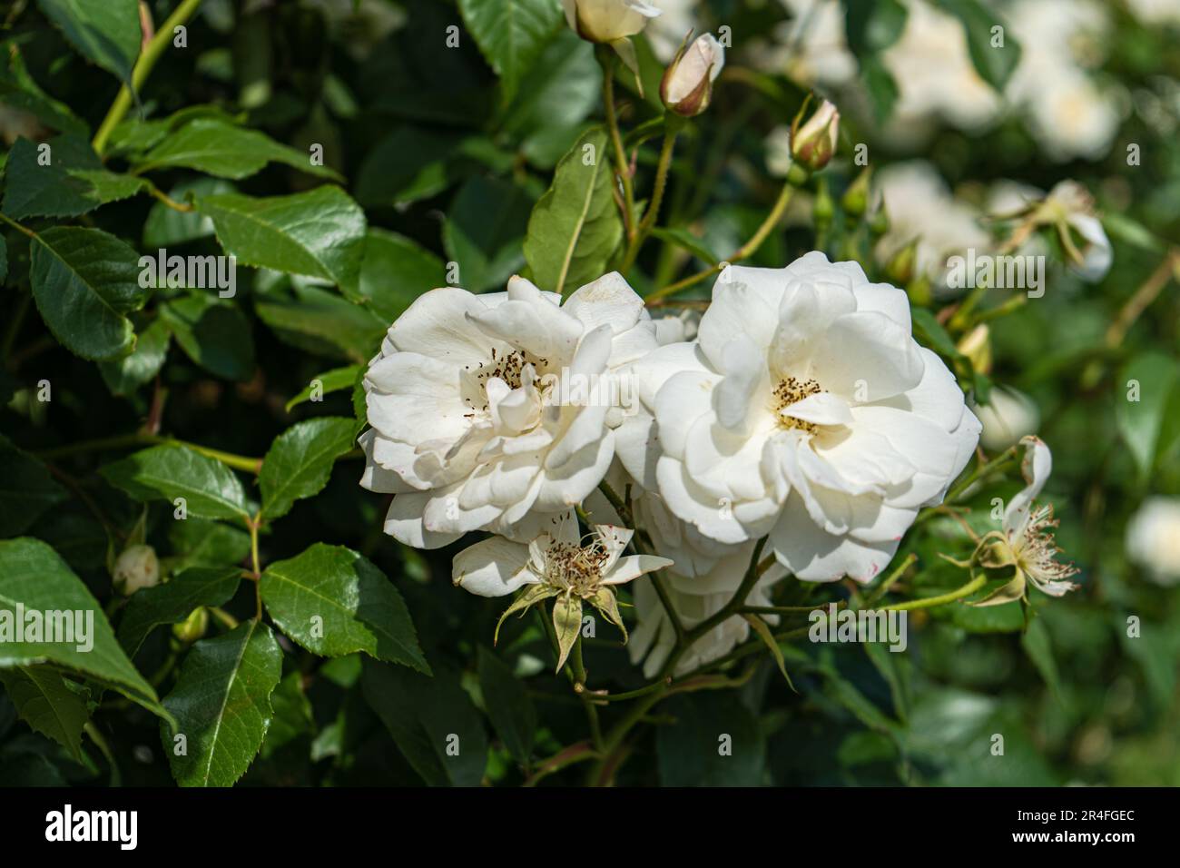 Blooming white roses on the bush in the garden Stock Photo - Alamy
