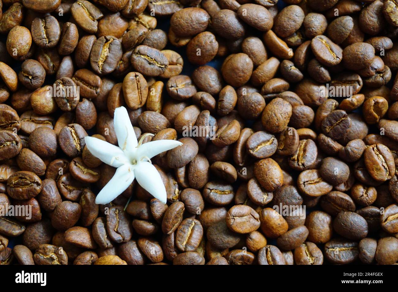 Coffee tree white flower with roasted coffee beans on the background ...