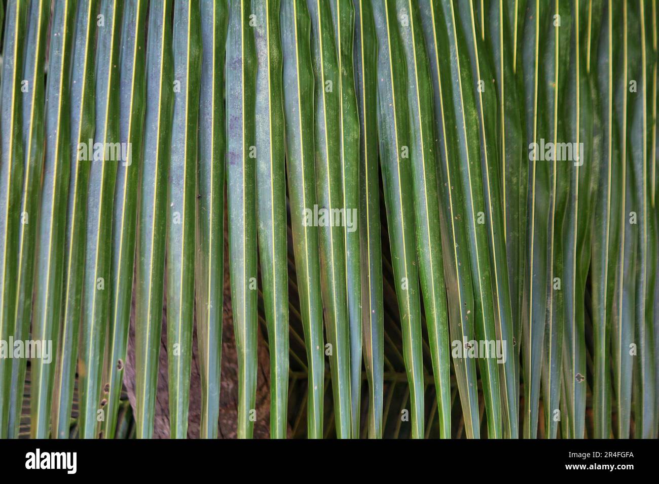 coconut leaf in different pattern design nature background HD Stock ...