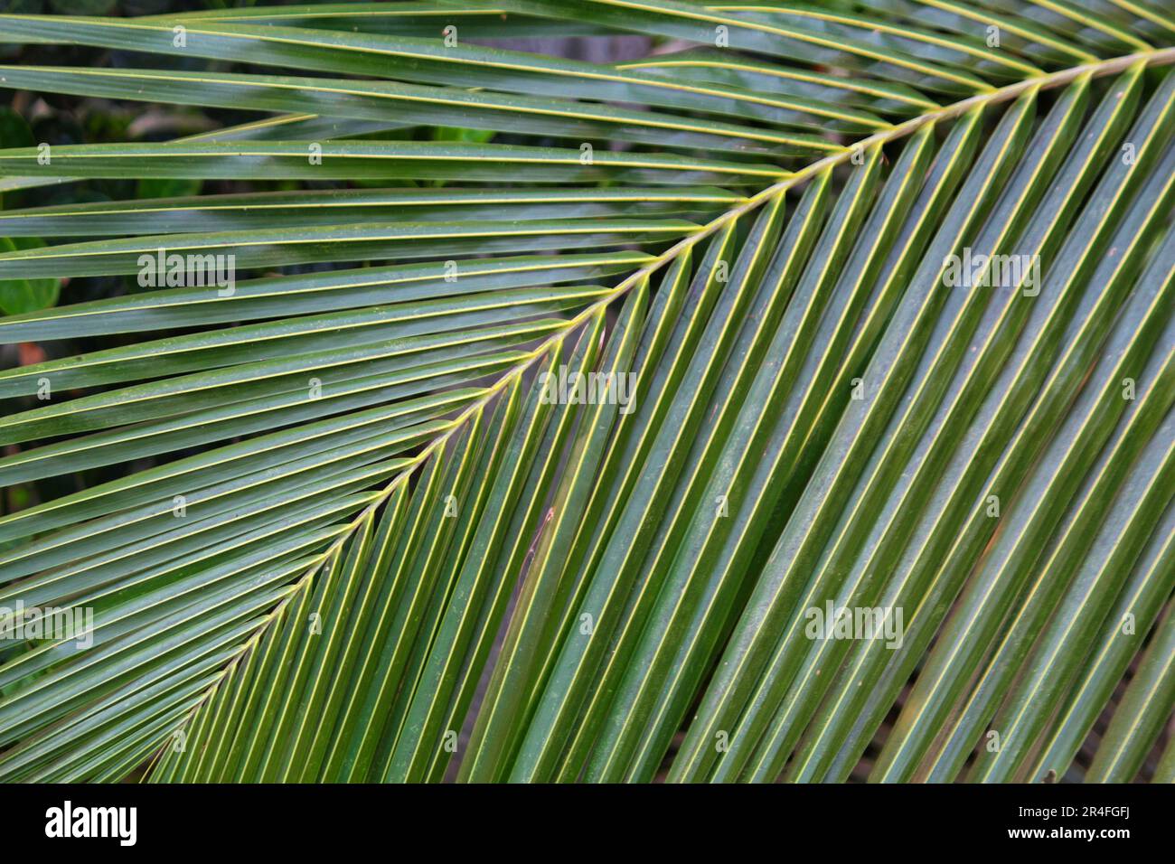 coconut leaf in different pattern design nature background HD Stock ...