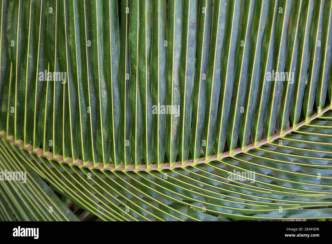 coconut leaf in different pattern design nature background HD Stock ...