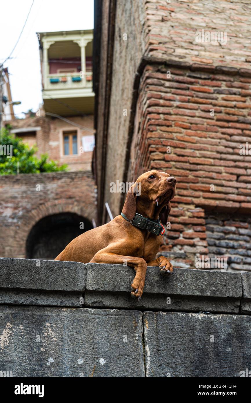 Nice stray dog in Old town of Tbilisi, Georgia Stock Photo - Alamy