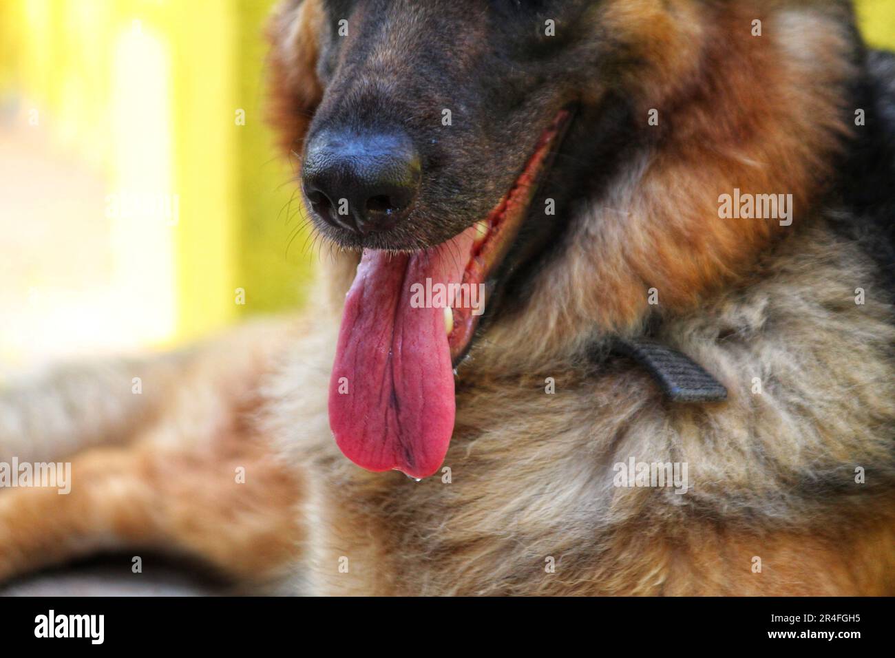 german shepherd dog panting in summer with tongue out HD dog try to ...
