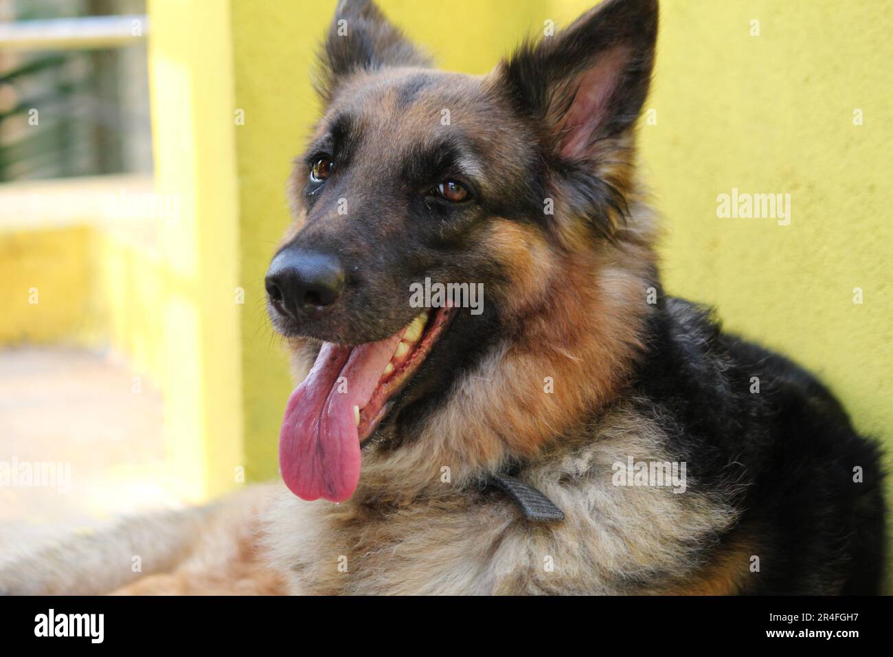 german shepherd dog panting in summer with tongue out HD dog try to ...